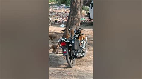 बंदर वाला कार्टून Youtube