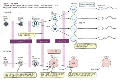 생물공부 생식 세포의 형성 네이버 블로그