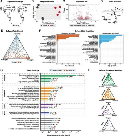 Dysregulation Of Synaptic And Developmental Transcriptomic Proteomic