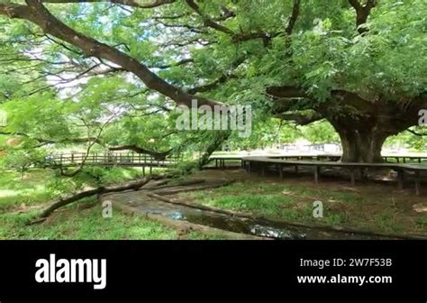 Monkey Pod Tree Monkey Pod Stock Videos And Footage Hd And 4k Video