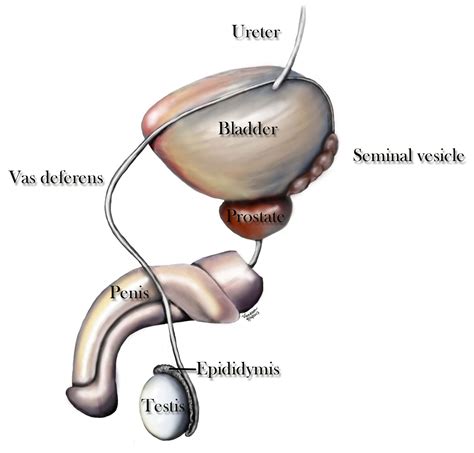 Ampulla Male Reproductive System