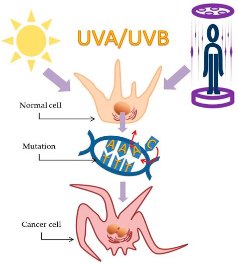 How Uv Radiation Causes Basal Cell Carcinoma And Othe
