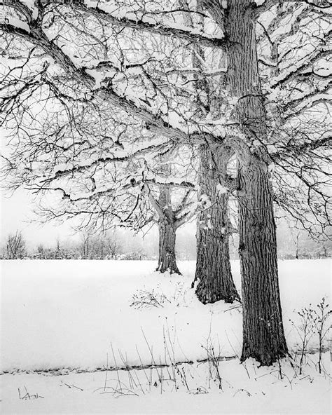 Three Trees Photograph By Kendall McKernon Fine Art America