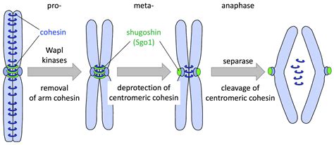 Sister Chromatid Cohesion And Separation