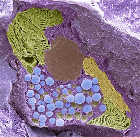 Salivary Gland Sem Stock Image C0584949 Science Photo Library