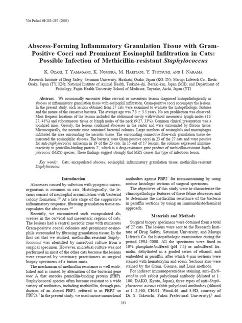 Ozaki Et Al 2003 Abscess Forming Inflammatory Granulation Tissue With Gram Positive Cocci And