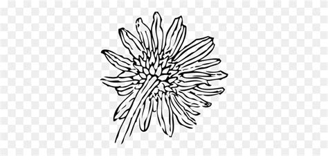 Black And White Hazelnut Drawing Line Art Hazelnut Clipart Flyclipart