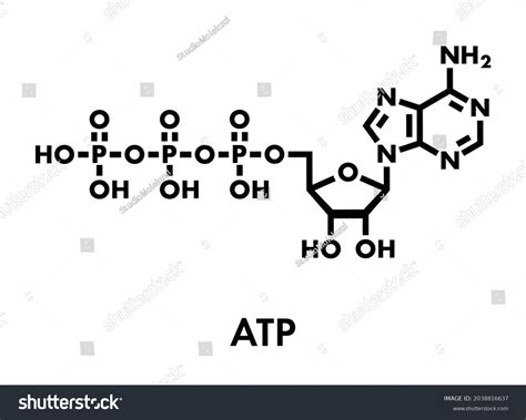Phosphoanhydride Functional Group