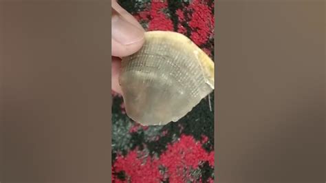 Educational Dry Specimen Morphology Malayan Pangolin Spesimen