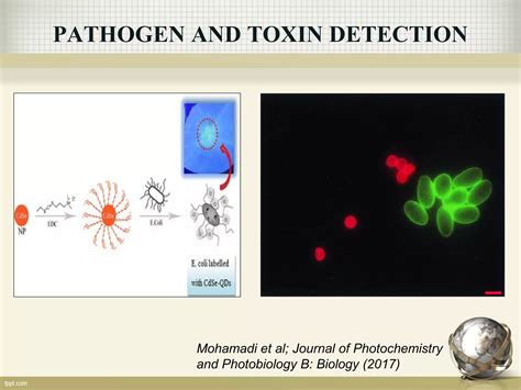 Biomedical Applications Of Quantum Dots Ppt