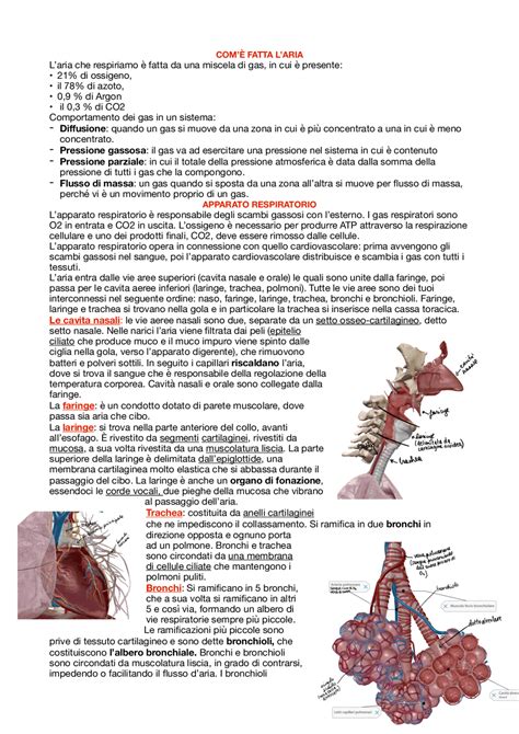 Sistema Respiratorio Per Test Appunti Di Anatomia Docsity