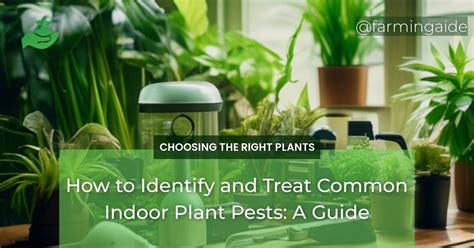 How To Identify And Treat Common Indoor Plant Pests A Guide
