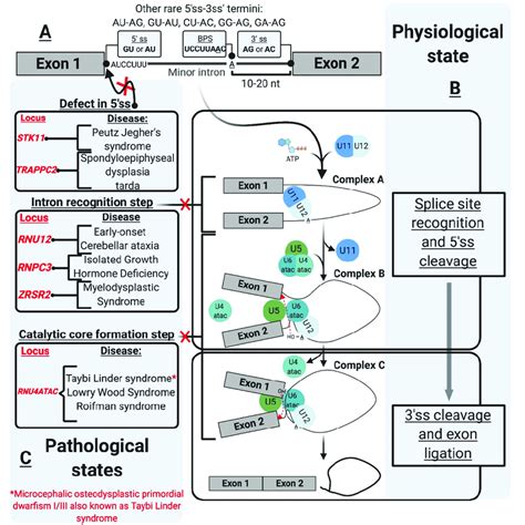 The Minor Intron Splicing Pathway A U12 Type Intron Sequence Download Scientific Diagram