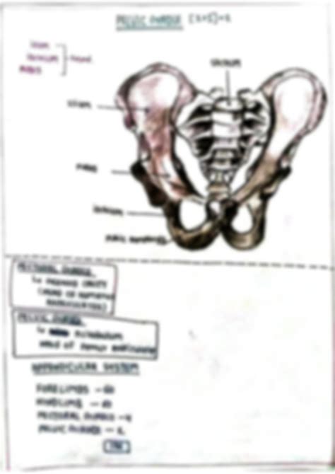 SOLUTION Human Skeleton Structure And Function Image S With Name Studypool
