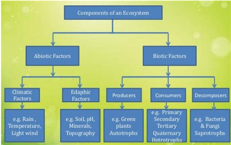 Our Environment CBSE Class 10 Science Notes Chapter 15