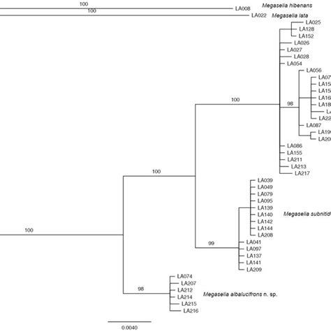 Majority Rule Consensus Tree From A Bayesian Analysis Of Lucifrons
