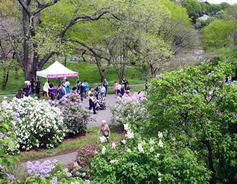 The Arnold Arboretum Of Harvard University Arnold Arboretum
