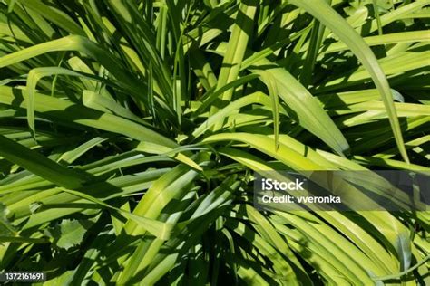 길고 큰 잎 상단 보기와 녹색 덤불의 배경 디자인 또는 프로젝트 출판 포스터 달력 스크린 세이버 벽지 엽서 배너 커버 웹 사이트를위한 여름 부시 배경 0명에 대한 스톡 사진