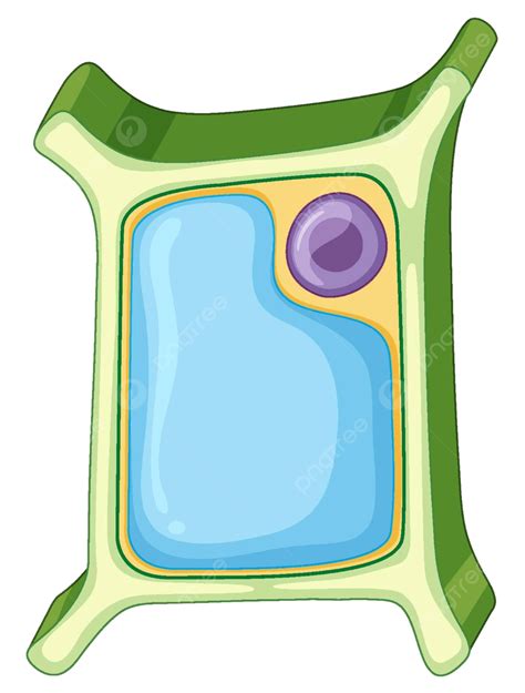 Cell Clip Art
