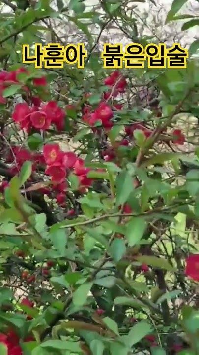 나훈아 붉은입술 붉게핀명자꽃 Youtube