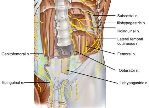 Abdominal Muscles Lumbosacral Plexus Gluteal Region Plexus Products Images