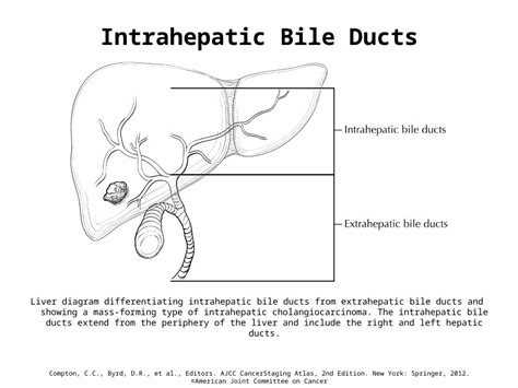 Ppt Intrahepatic Bile Ducts Liver Diagram Differentiating
