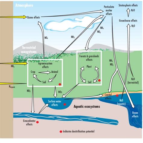 3 The Nitrogen Cascade And Associated Environmental Impacts Download
