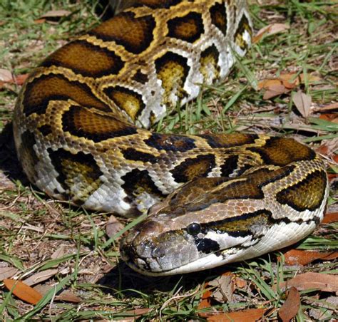 Burmese Python Climate Adaptation Explorer
