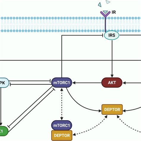 Model Metabolic Signalling Network A Schematic Diagram Depicting The
