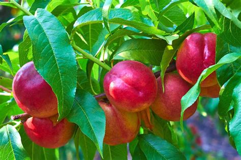 56 Nectarine Varieties An Overview With Pictures Home Grail