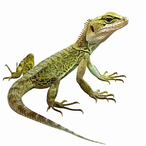 Elegant Lizard Clipart Isolated On White Background Premium Ai