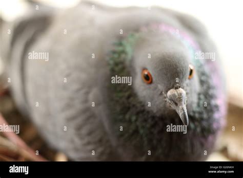 Pigeon Hatching Eggs Stock Photo Alamy