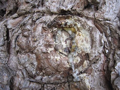 Imagen Gratis Planta De La Madera De Naturaleza Madera Seca Bosque Corteza