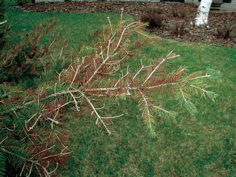 Rhizosphaera Needle Cast Stevenson Tree Care And Stevenson Lawn Care