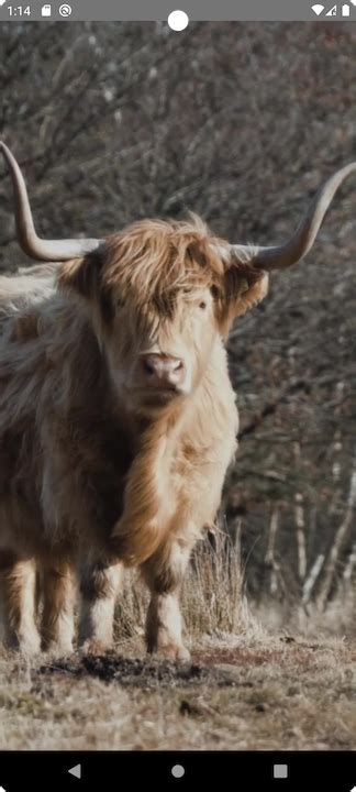 Placeholder Affects Image Scaling When We Use Crossfadetransition And The Placeholder Image Is