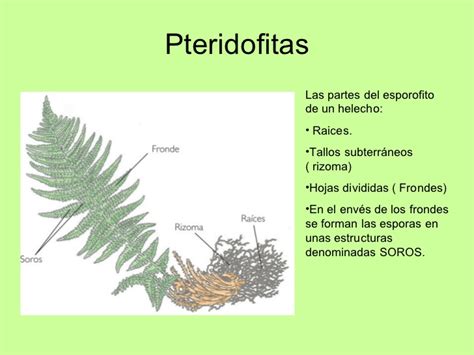 Eso1 Martahernaiz Cmaplasplantas