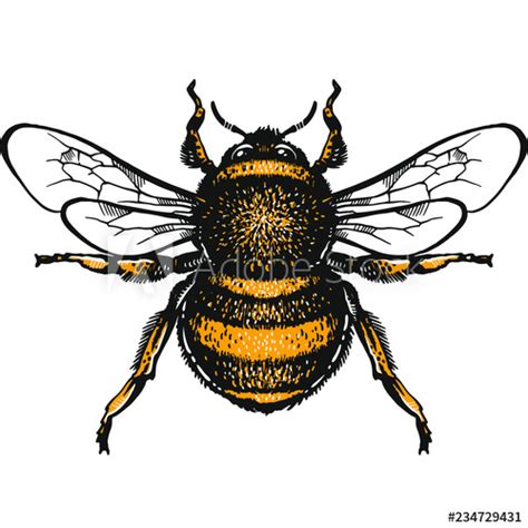 Bumblebee Insect Drawing At Explore Collection Of Bumblebee Insect Drawing