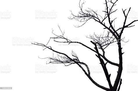 죽은 나뭇 가지 클리핑 경로와 흰색 배경에 실루엣 죽은 나무 또는 마른 나무 가을에 대한 스톡 사진 및 기타 이미지 가을
