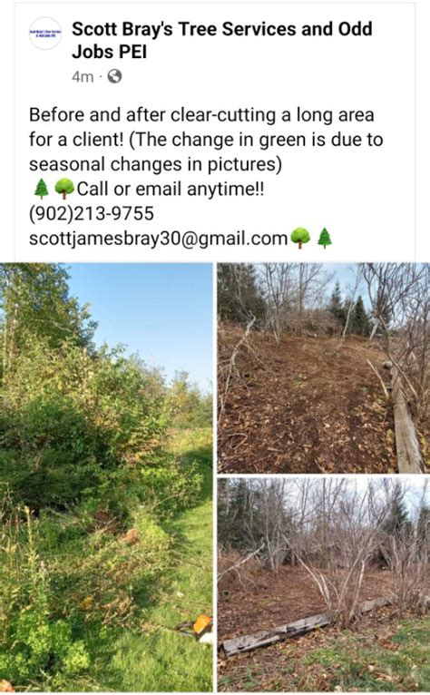 Fall And Winter Tree Services Island Wide Lawn Tree Maintenance And Eavestrough