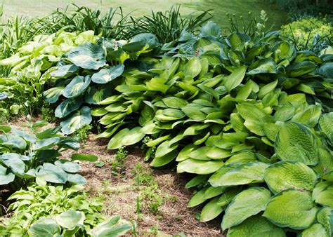 15 Low Maintenance Shade Plants