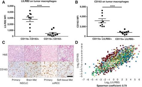 Inhibition Of Lilrb2 By A Novel Blocking Antibody Designed To Reprogram