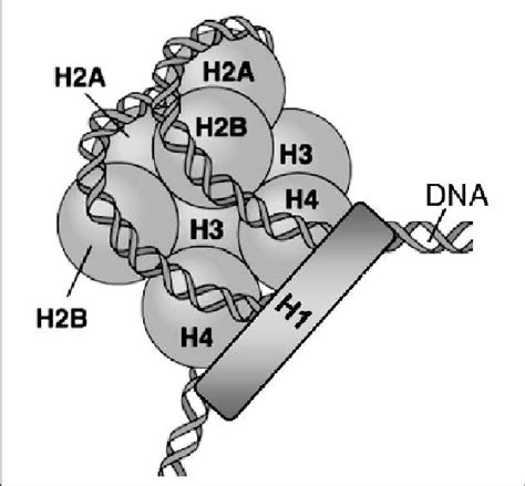 2 Schematic Representation Of A Nucleosome Adapted From Brenner 2005 Download Scientific
