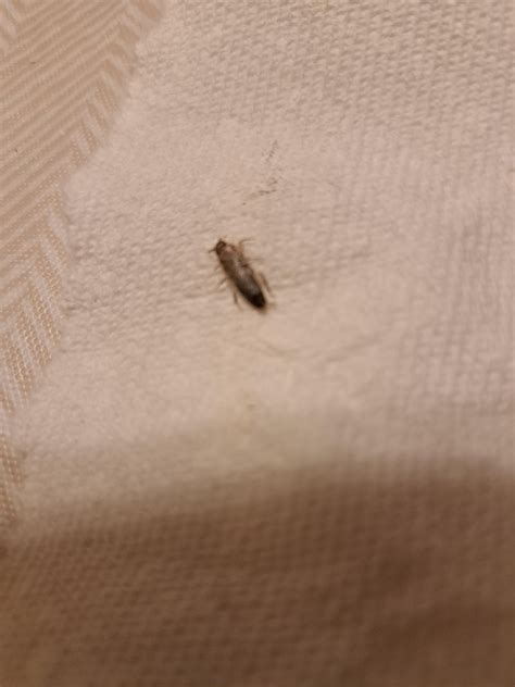 Massachusetts Wth Is This Bug Rwhatsthisbug
