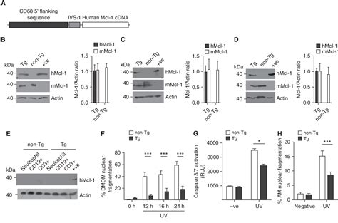 Figure 1 From Alveolar Macrophage Apoptosis Associated Bacterial
