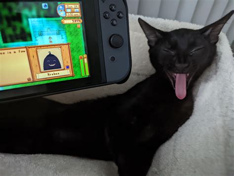 Krobus Isnt Sure About Having Krobus Move In With Us R Stardewvalley