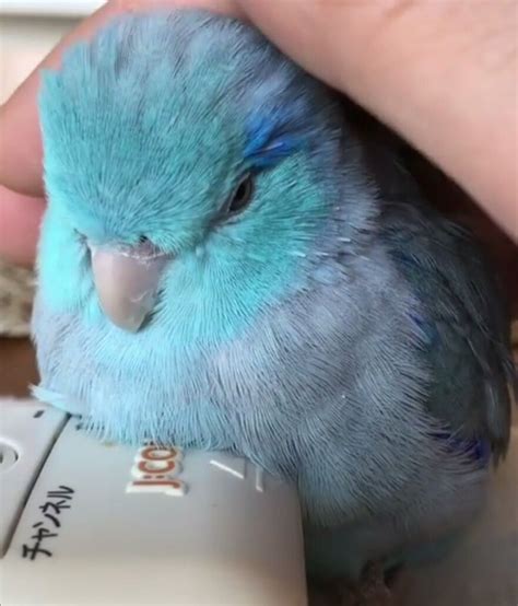 Budgie Parakeet Colors Varieties Mutations Genetics Artofit