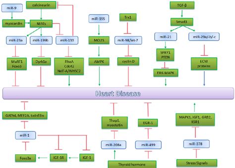Mirnas Involved In Heart Pathophysiology A Schematic Overview Of The