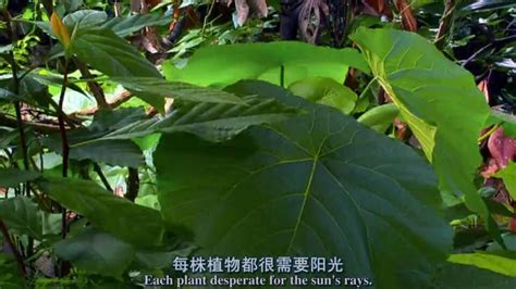 植物的诞生植物的祖先竟然是它 地球