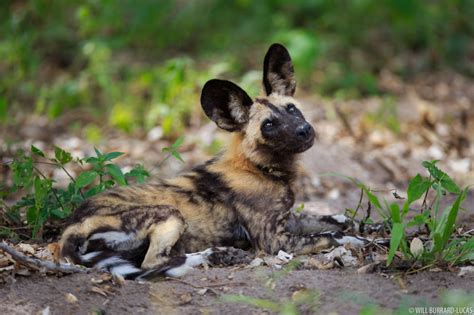 Canids Photos Pictures Images