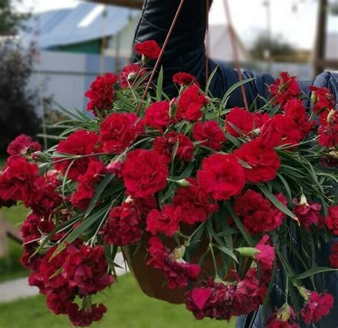 Гвоздика ампельная Купить с доставкой из питомника